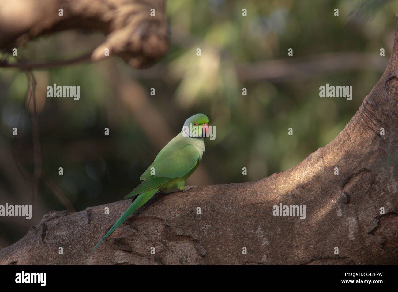 Rose-ringed Parakeet sitting on a tree in the morning sun at Lal Bagh ...