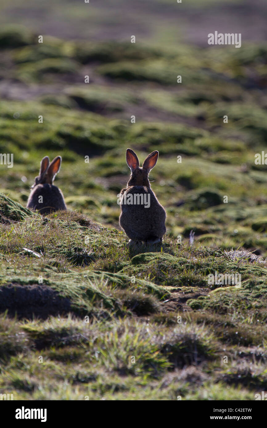 Island of rabbits hi-res stock photography and images - Alamy