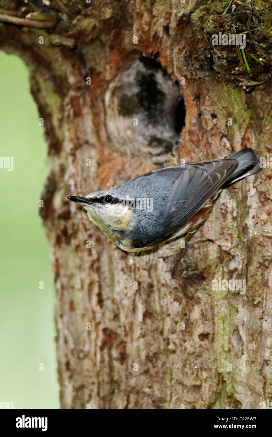 Nuthatch nest hi-res stock photography and images - Alamy
