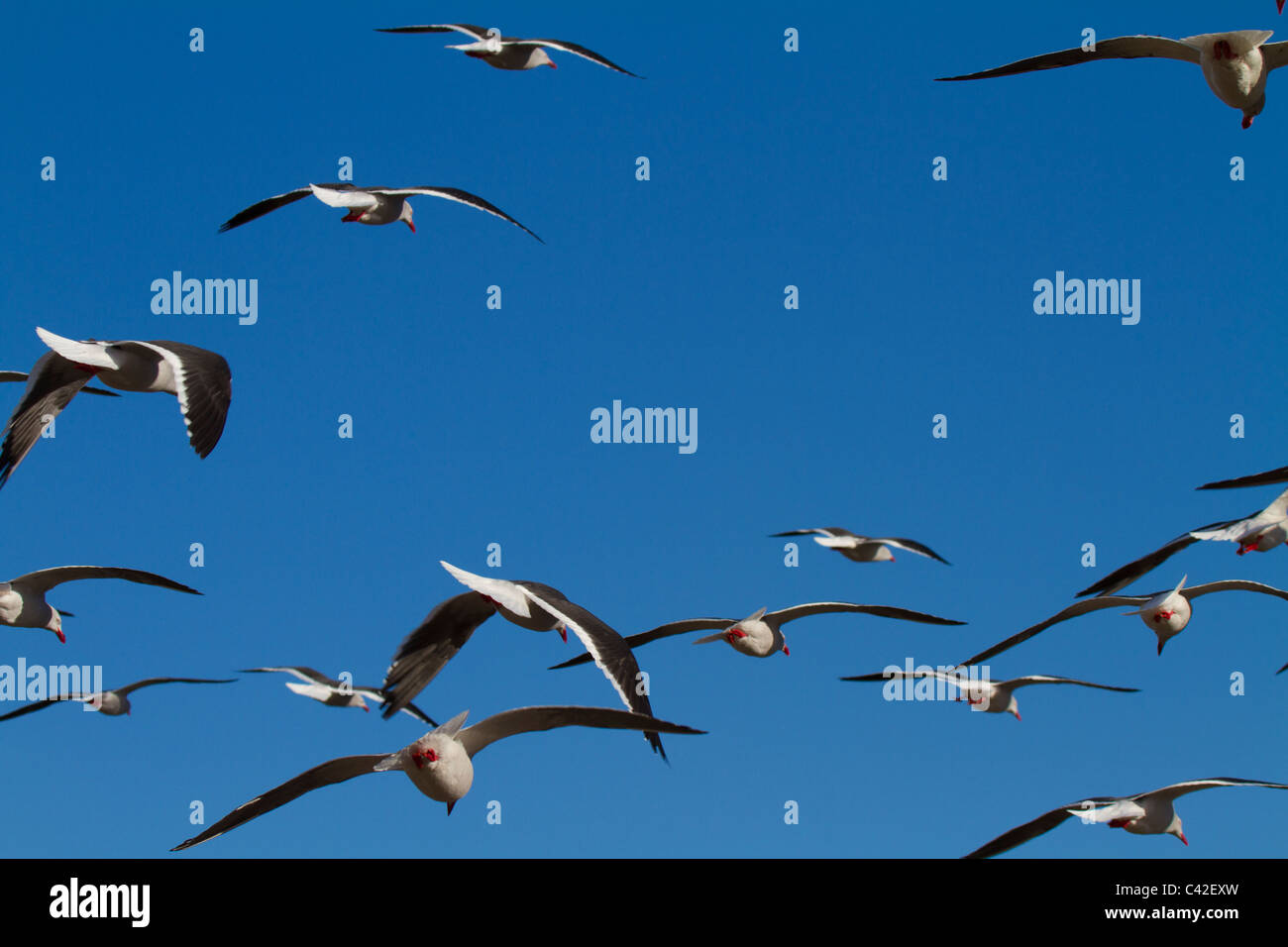 Falklands birds hi-res stock photography and images - Alamy