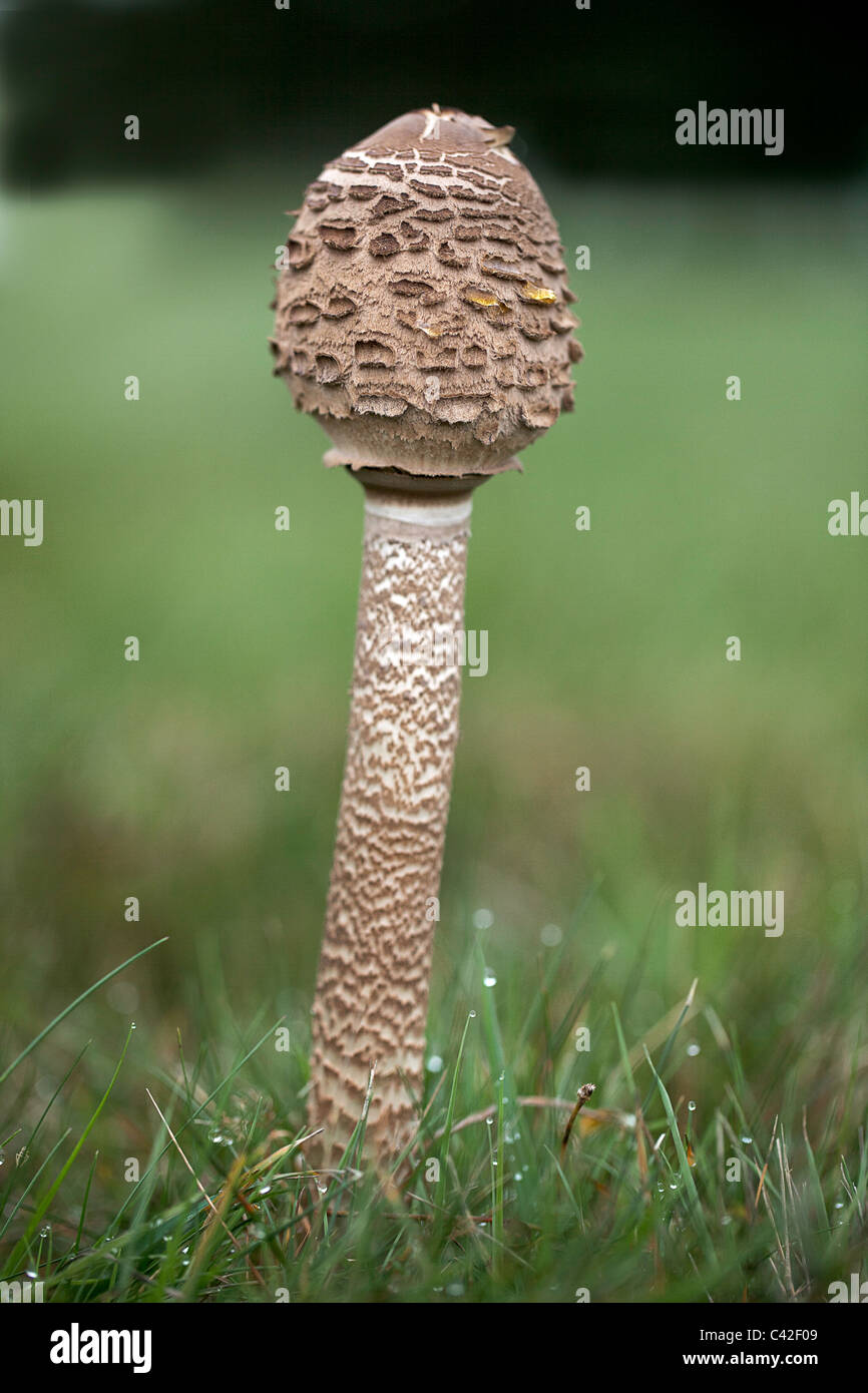 Plallales hi-res stock photography and images - Alamy