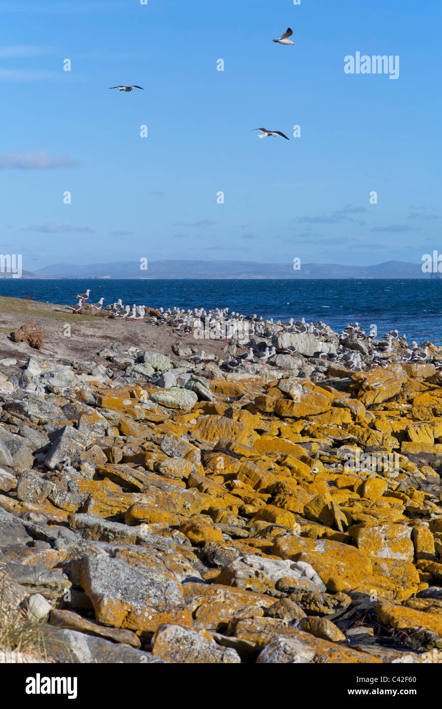 Dolpin gull breeding colony at New Island, West Falklands Stock Photo ...
