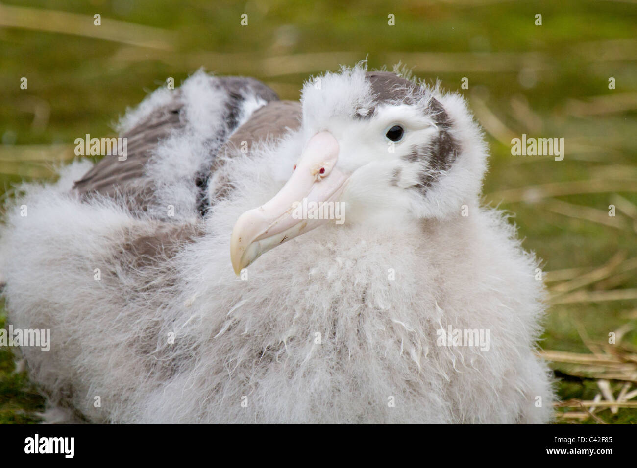 Juvenile wandering albatross chick hi-res stock photography and images ...