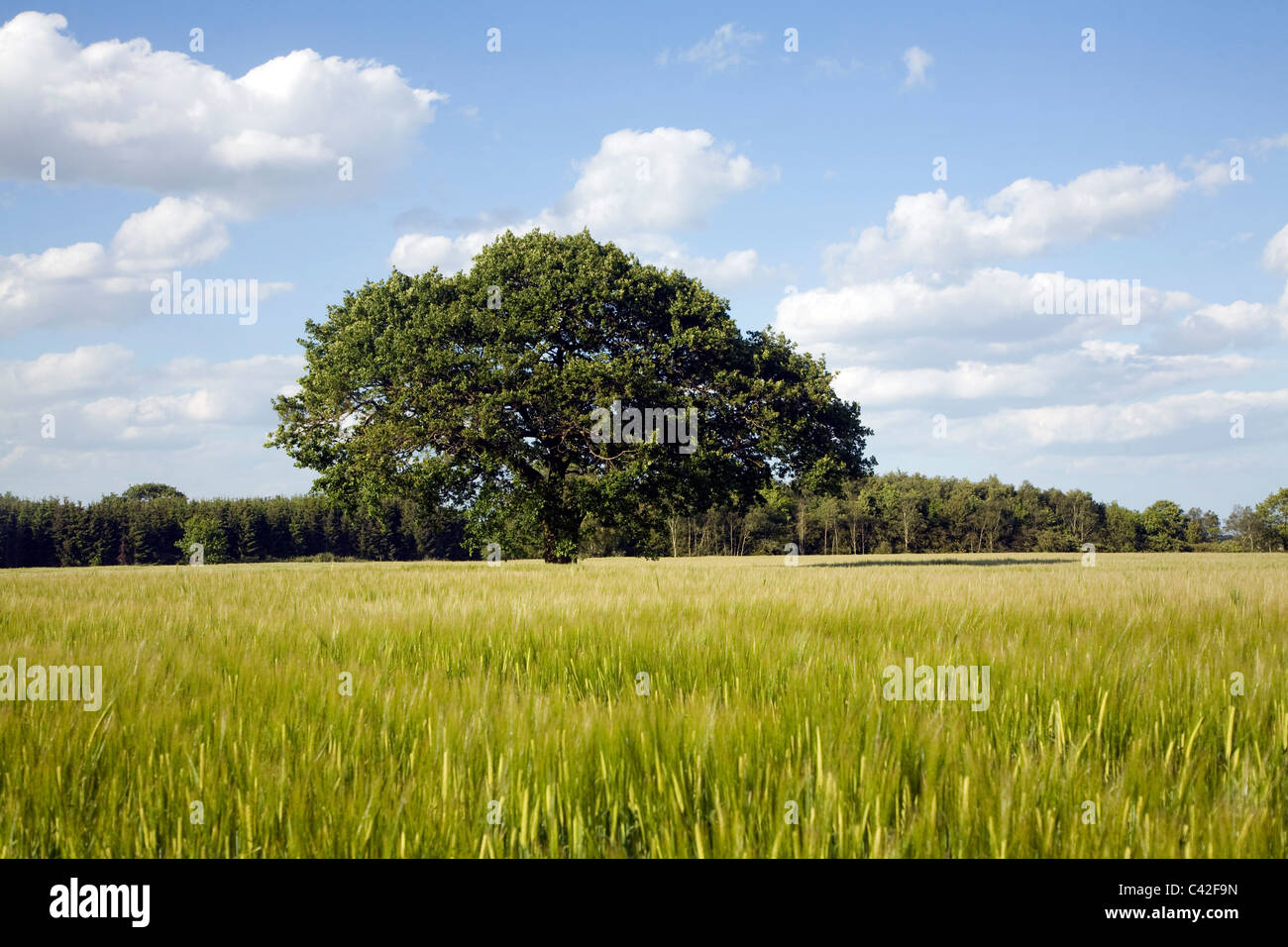 Oak tree in summer stands in cereal field, Iken, Suffolk, England Stock ...