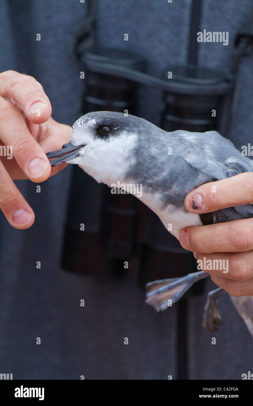 A disoriented blue petrel is released from an expedition ship in South ...