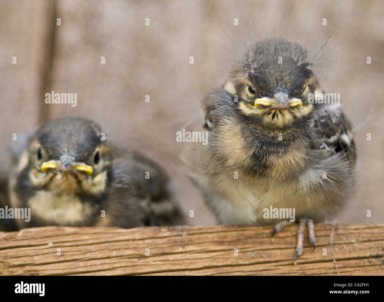 Pied Wagtail chicks fledglings babies young birds Stock Photo - Alamy
