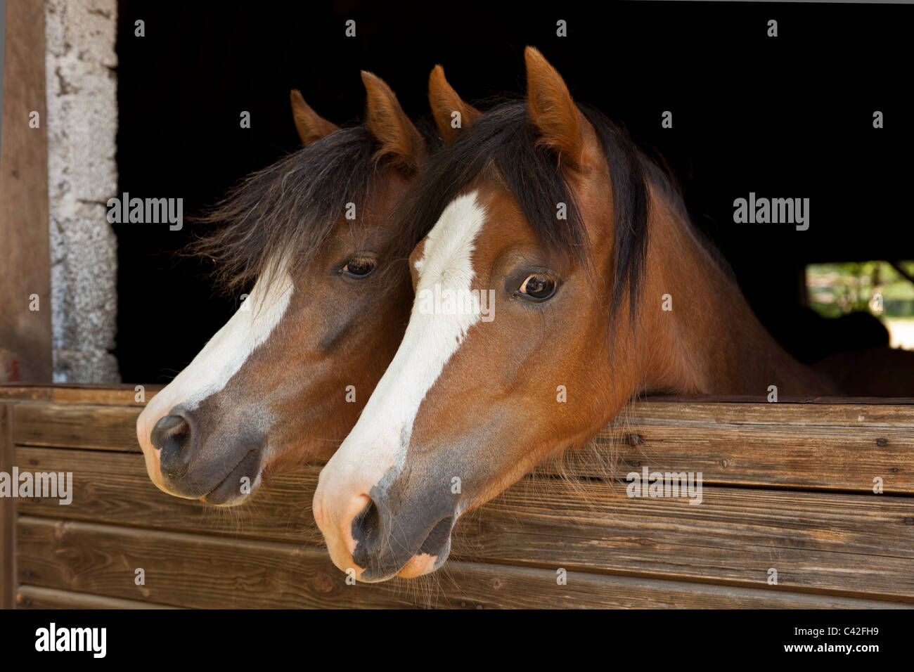 Look out for horses hi-res stock photography and images - Alamy