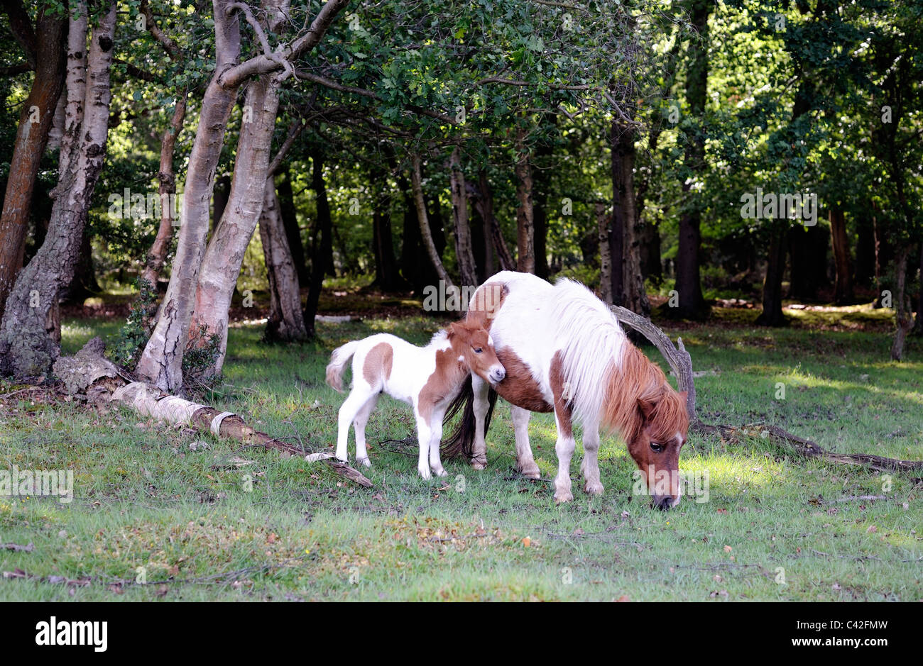 Miniature Pony High Resolution Stock Photography and Images - Alamy