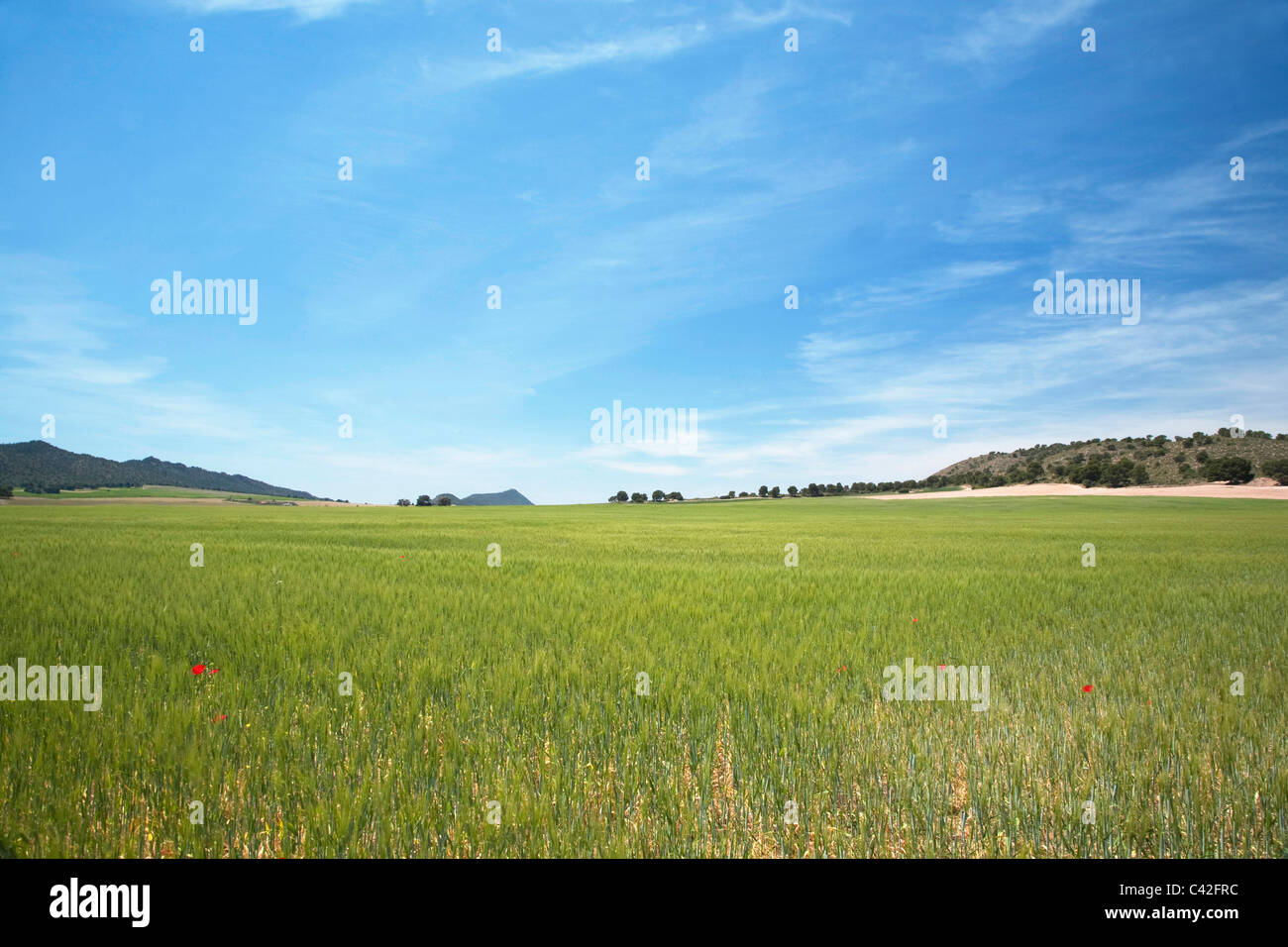 green landscape with red poppies in spain Stock Photo - Alamy