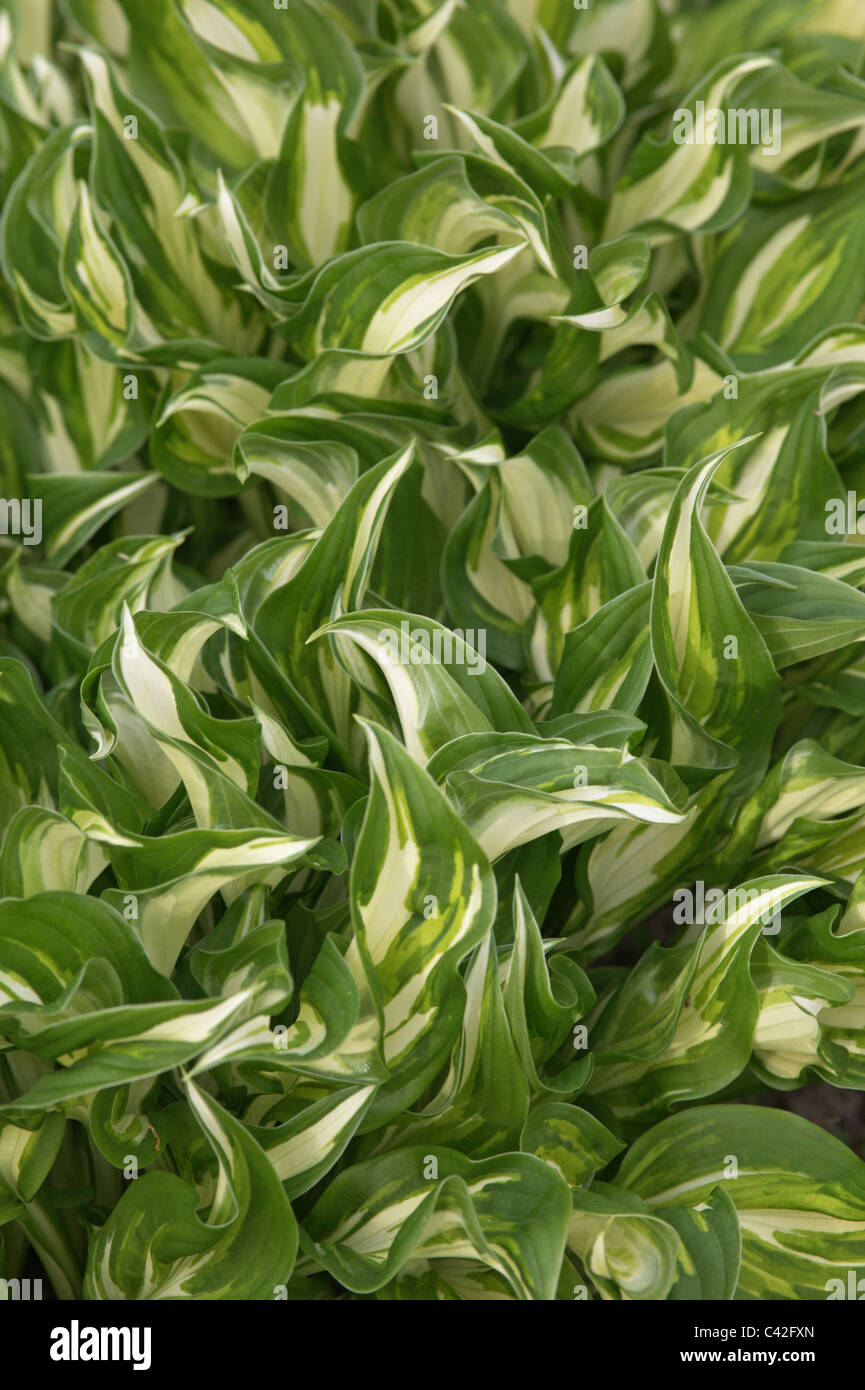 Hosta undulata hi-res stock photography and images - Alamy