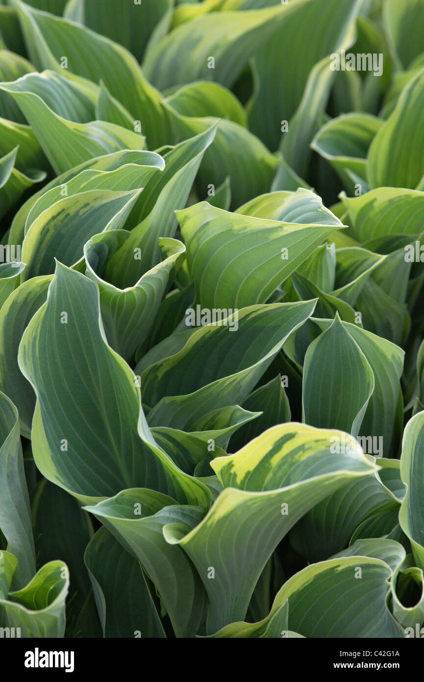 Light and dark hosta hi-res stock photography and images - Alamy