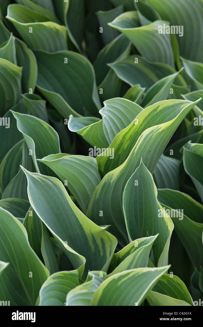 Light and dark hosta hi-res stock photography and images - Alamy