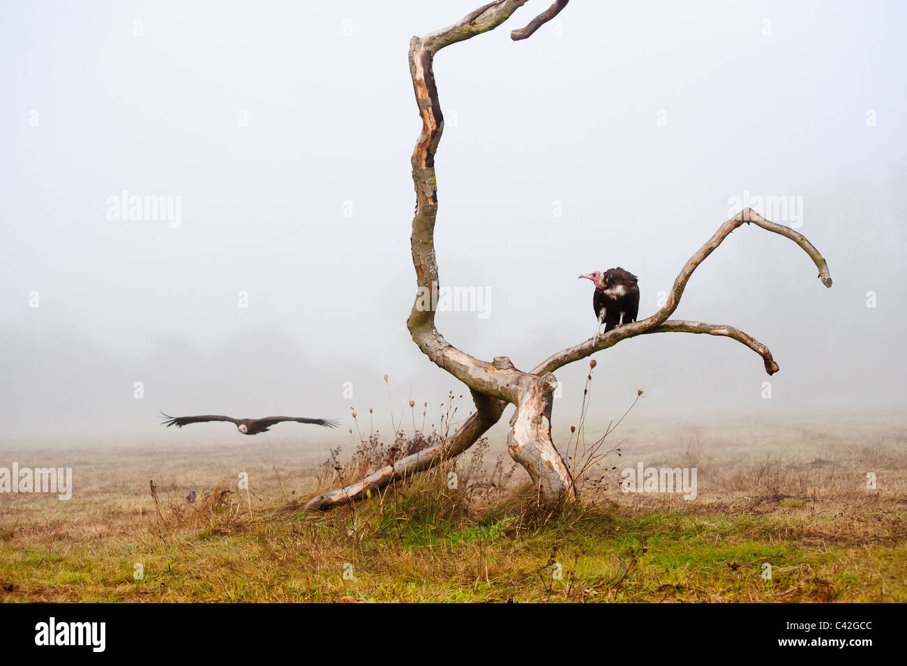 Flying mist hi-res stock photography and images - Alamy
