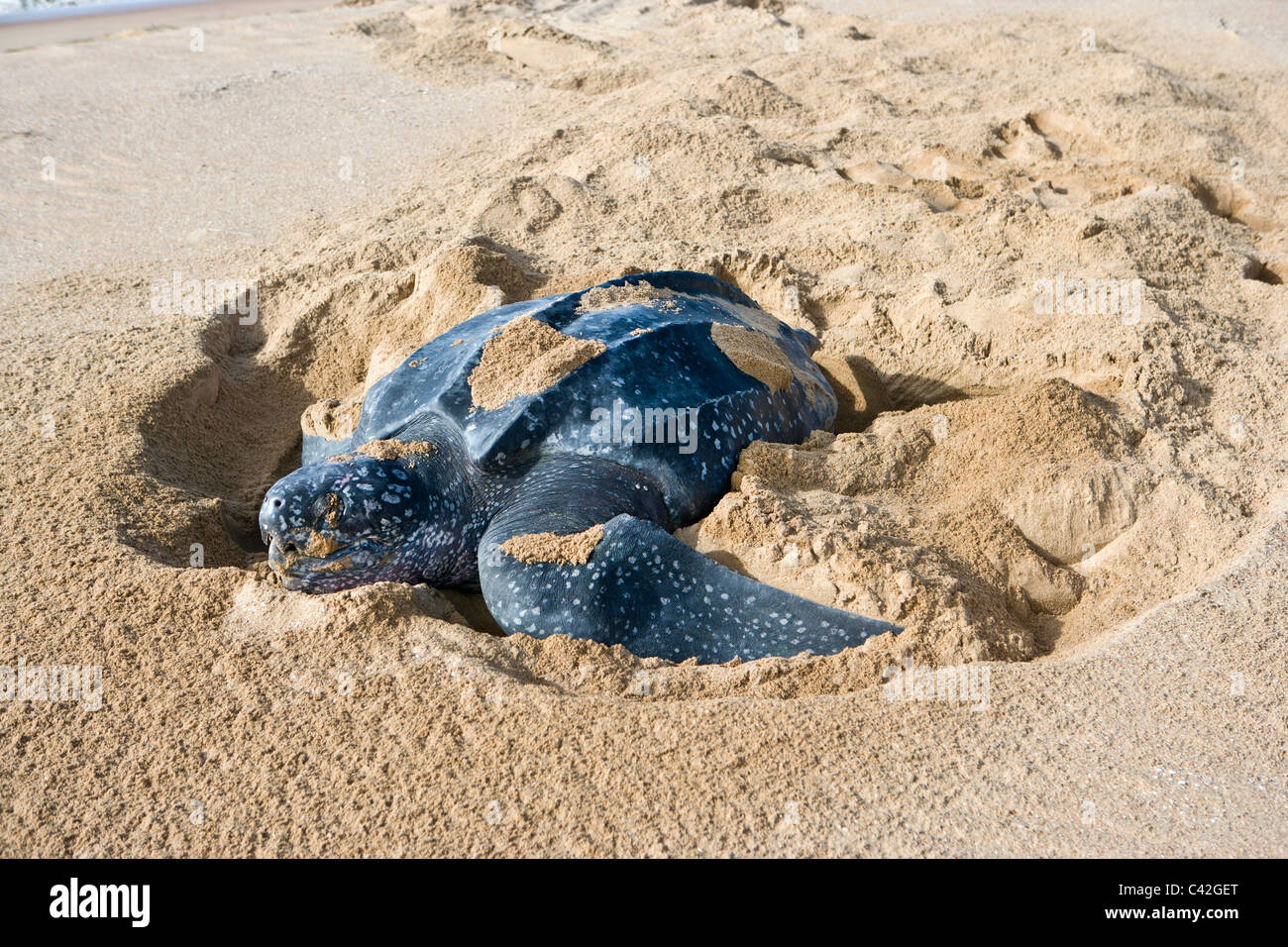 Leatherback Sea Turtle Laying Eggs