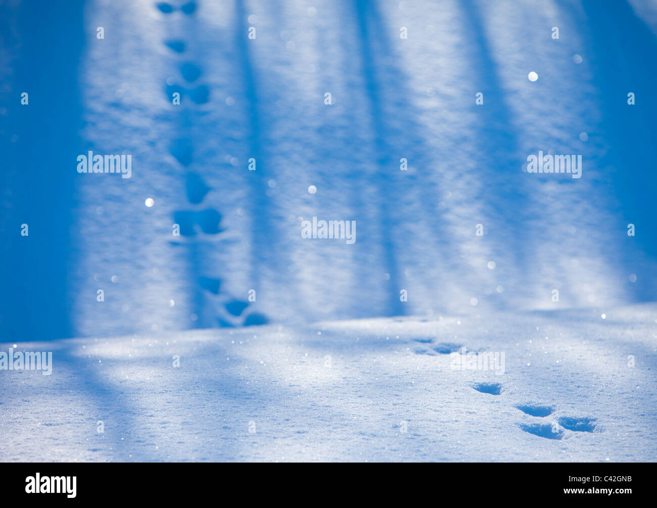 Blurred animal tracks hi-res stock photography and images - Alamy