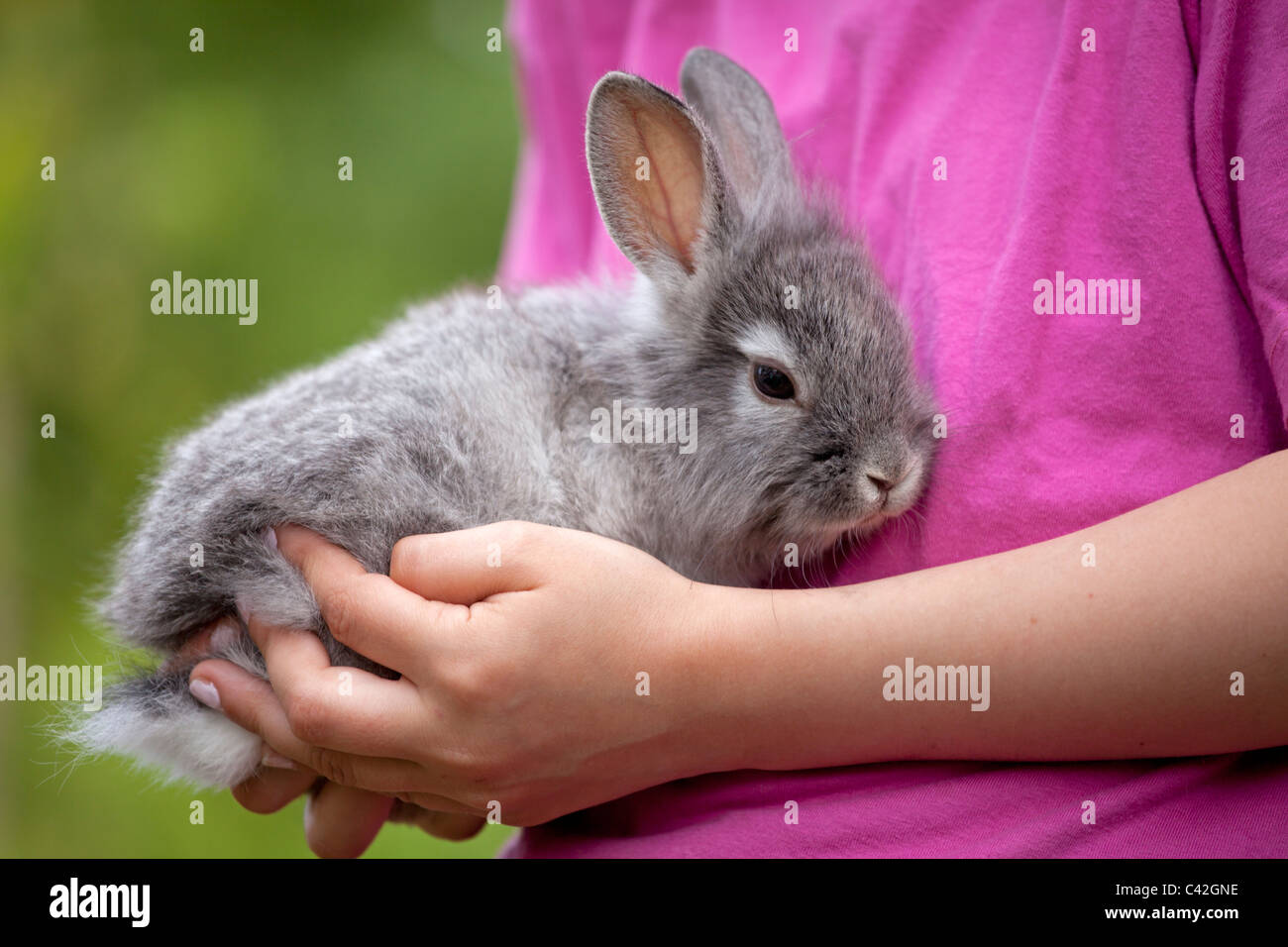 detail of a small girl cuddling a rabbit Stock Photo - Alamy