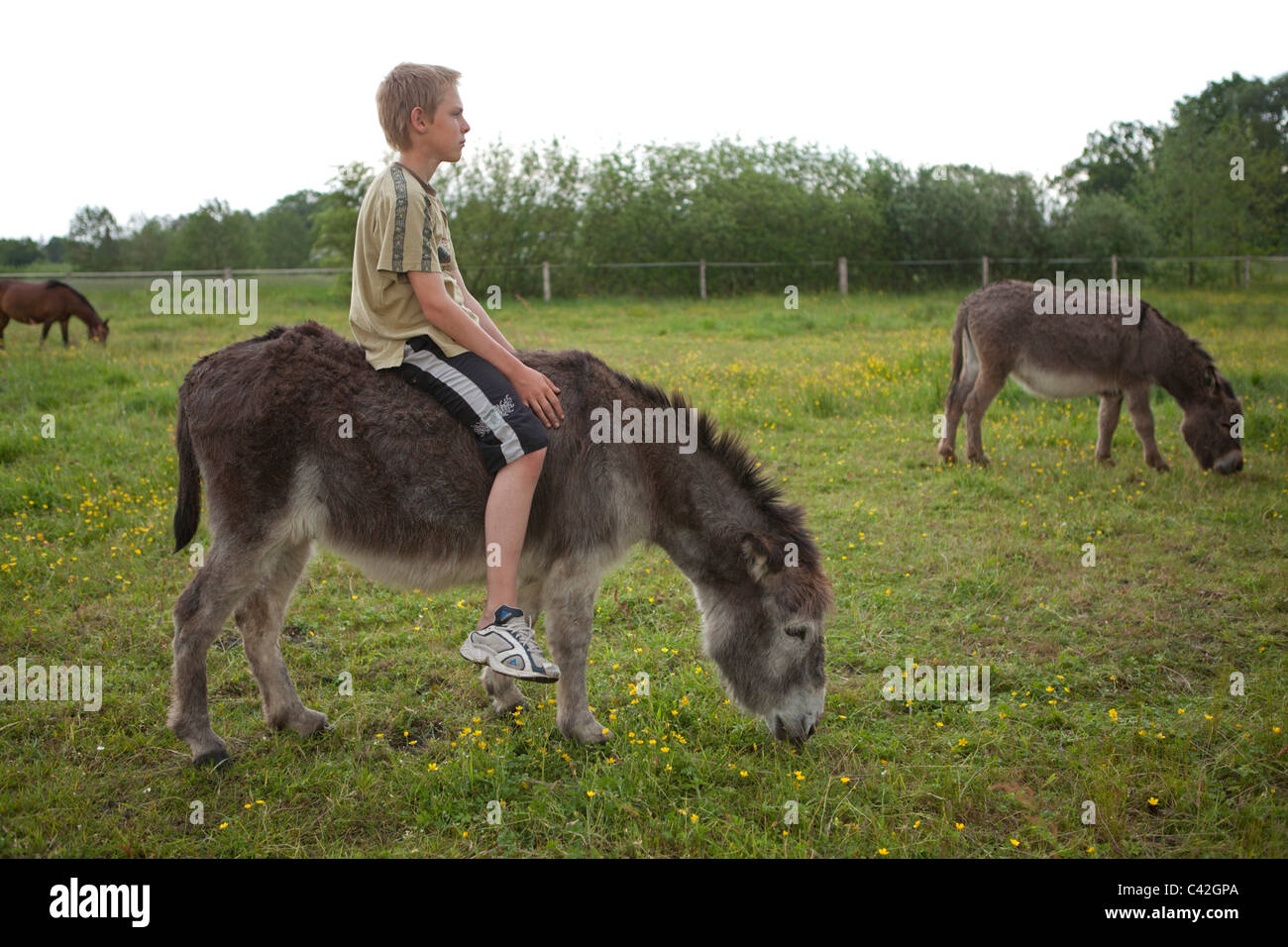young boy riding a donkey Stock Photo - Alamy