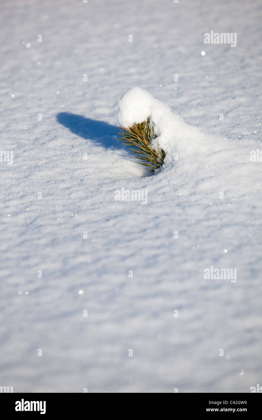 One sappling hi-res stock photography and images - Alamy
