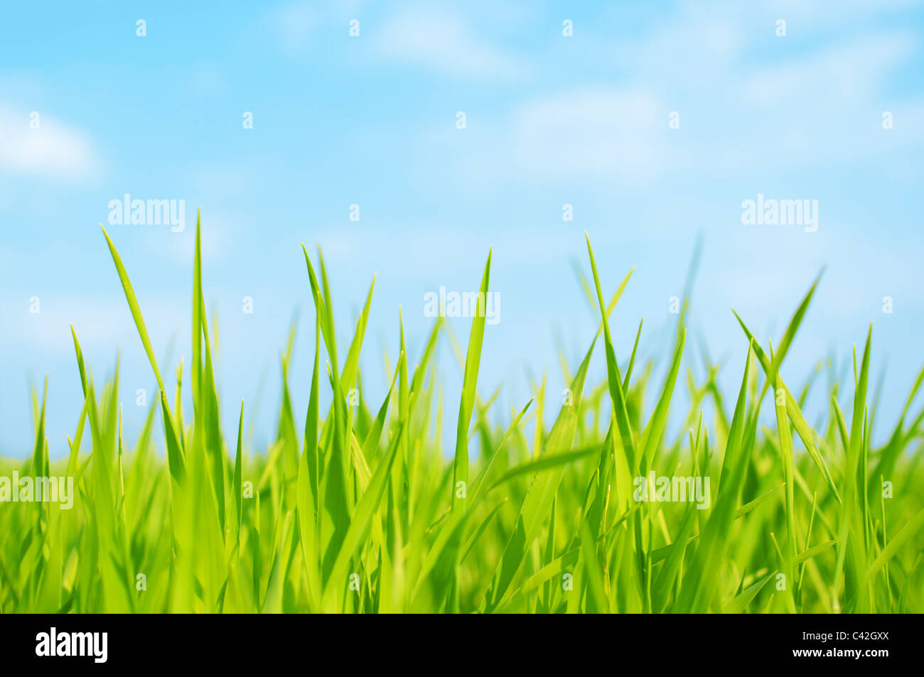 Fresh green grass in spring Stock Photo - Alamy