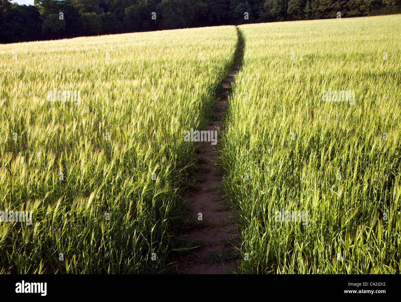 Suffolk field barley hill hi-res stock photography and images - Alamy
