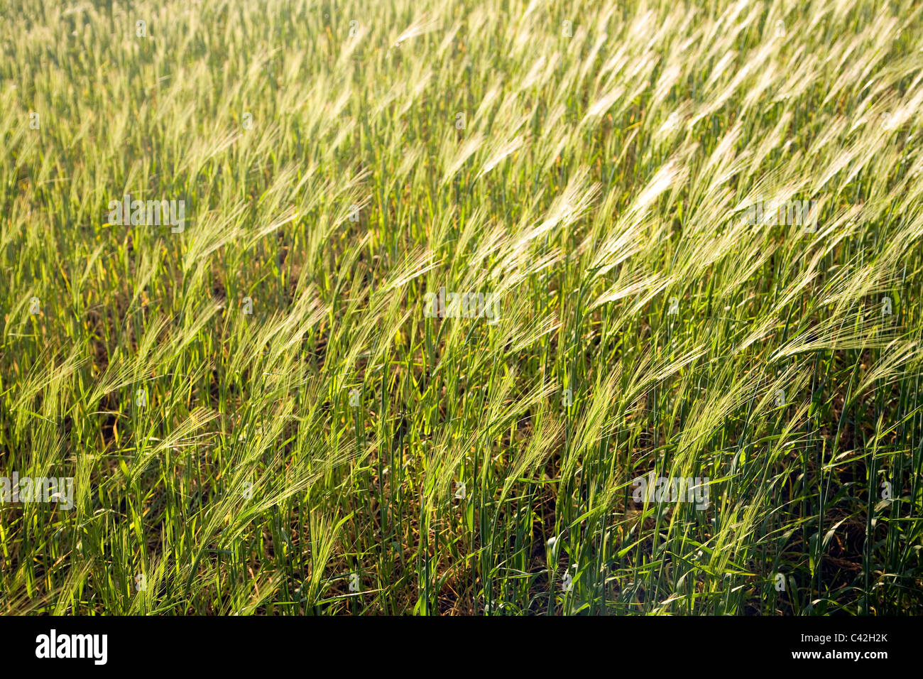 Barley field uk close up hi-res stock photography and images - Alamy