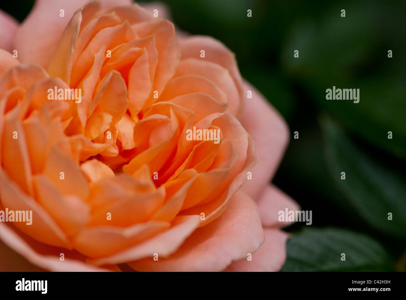 Old English Rose flower Stock Photo - Alamy