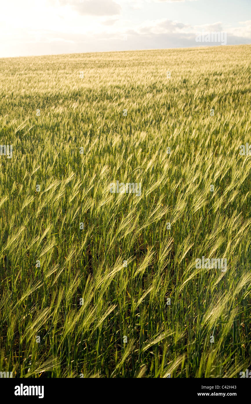 Crops and fields hi-res stock photography and images - Alamy