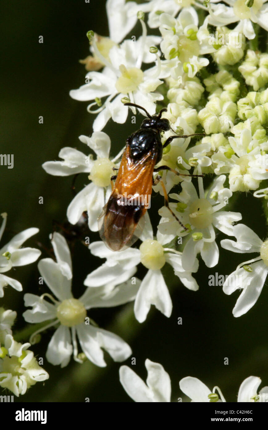 Bramble Sawfly, Arge cyanocrocea, Argidae, Hymenoptera Stock Photo - Alamy