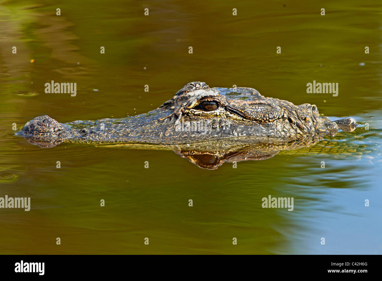 American alligator swimming hi-res stock photography and images - Alamy