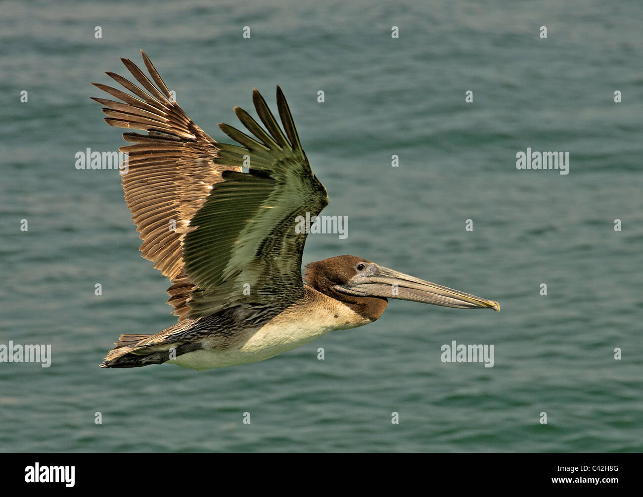 Brown pelican in flight in florida hi-res stock photography and images ...