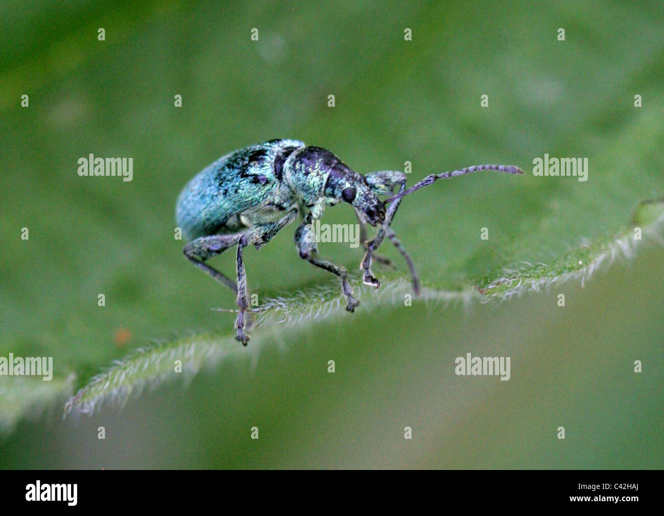 Green Nettle Weevil, Phyllobius pomaceus, Entiminae, Curculionidae ...