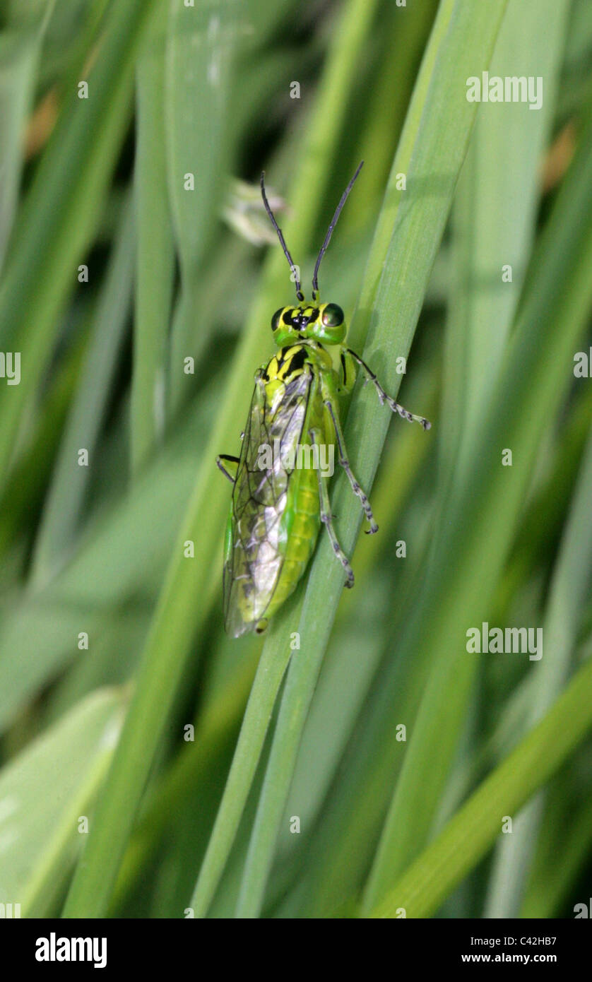 Green Sawfly, Rhogogaster viridis, Tenthredinidae, Symphyta ...