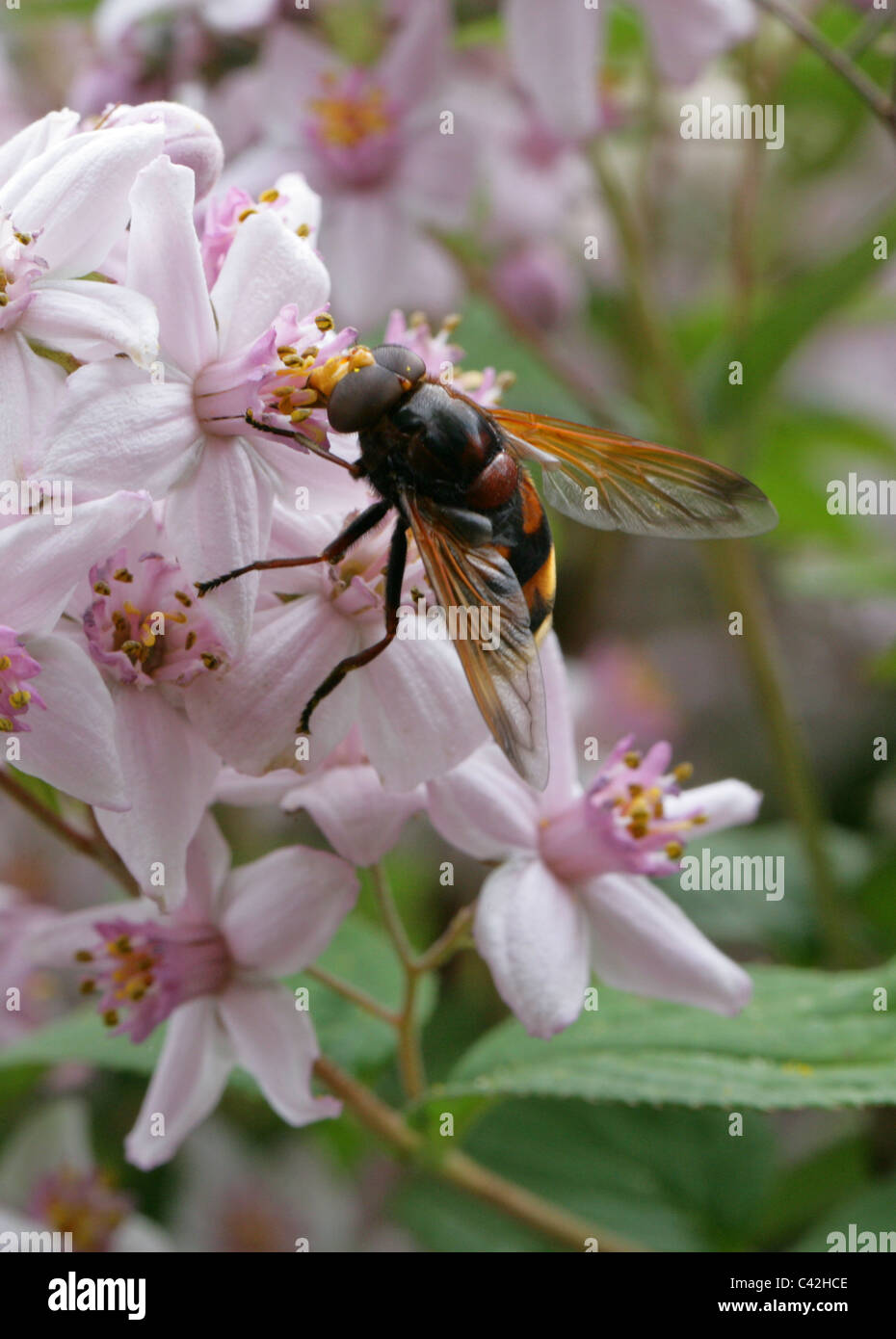 Male Hornet Mimic Hoverfly, Volucella zonaria, Syrphidae, Diptera. Syn ...