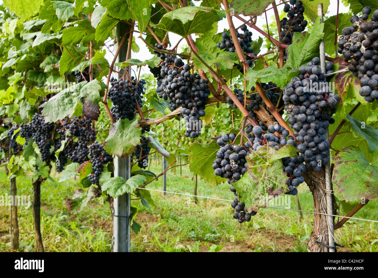 Red grapes in vines hi-res stock photography and images - Alamy