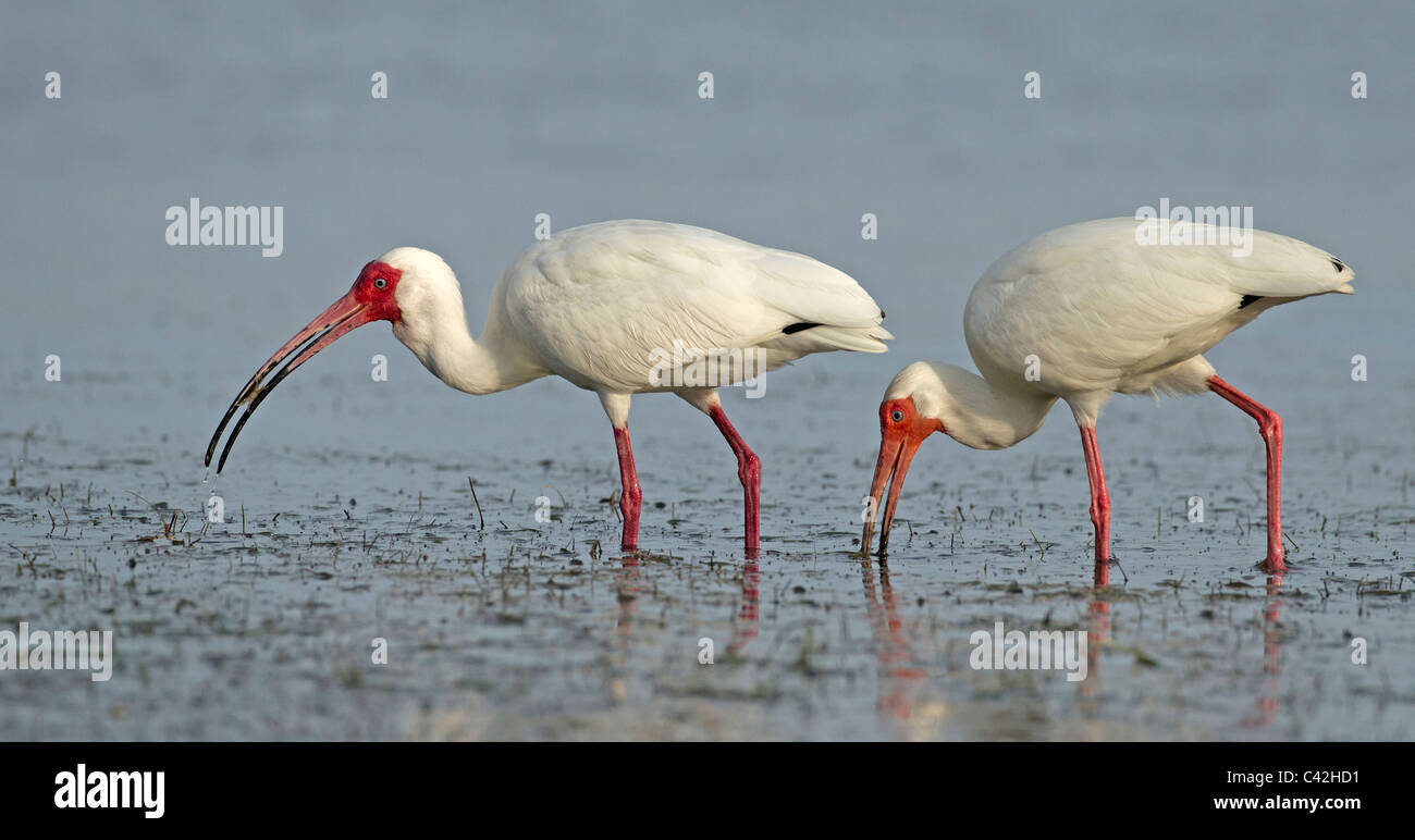White Ibis feeding in shallow water Stock Photo - Alamy