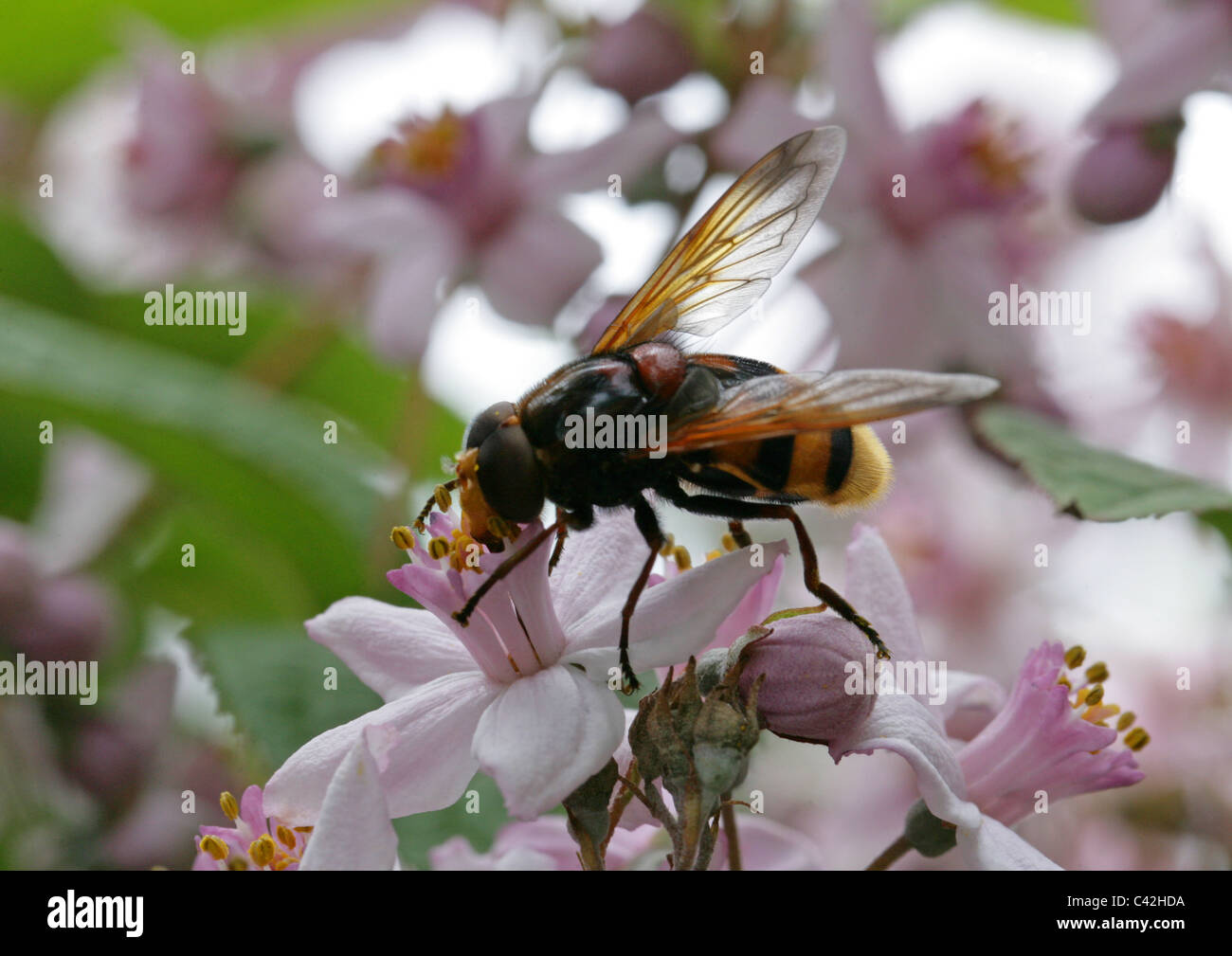 Hornet mimic hoverfly volucella zonaria hi-res stock photography and ...
