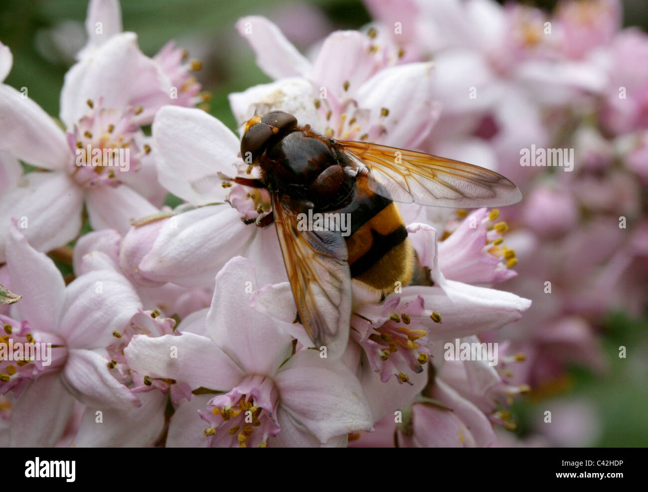 Male Hornet Mimic Hoverfly, Volucella zonaria, Syrphidae, Diptera. Syn ...