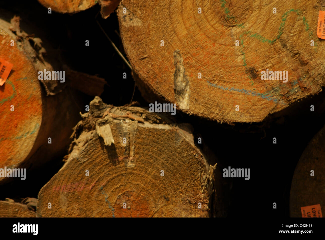 Cut down trees Stock Photo - Alamy