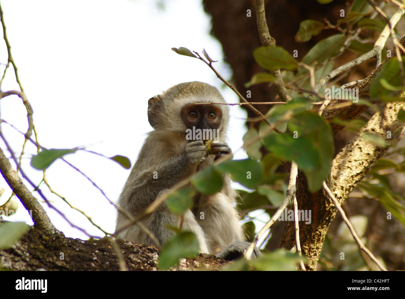 Baby vervet monkey in tree hi-res stock photography and images - Alamy