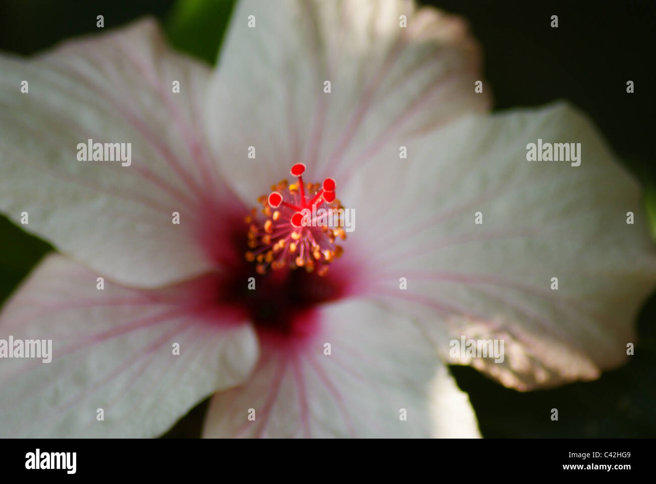 African hibiscus hi-res stock photography and images - Alamy