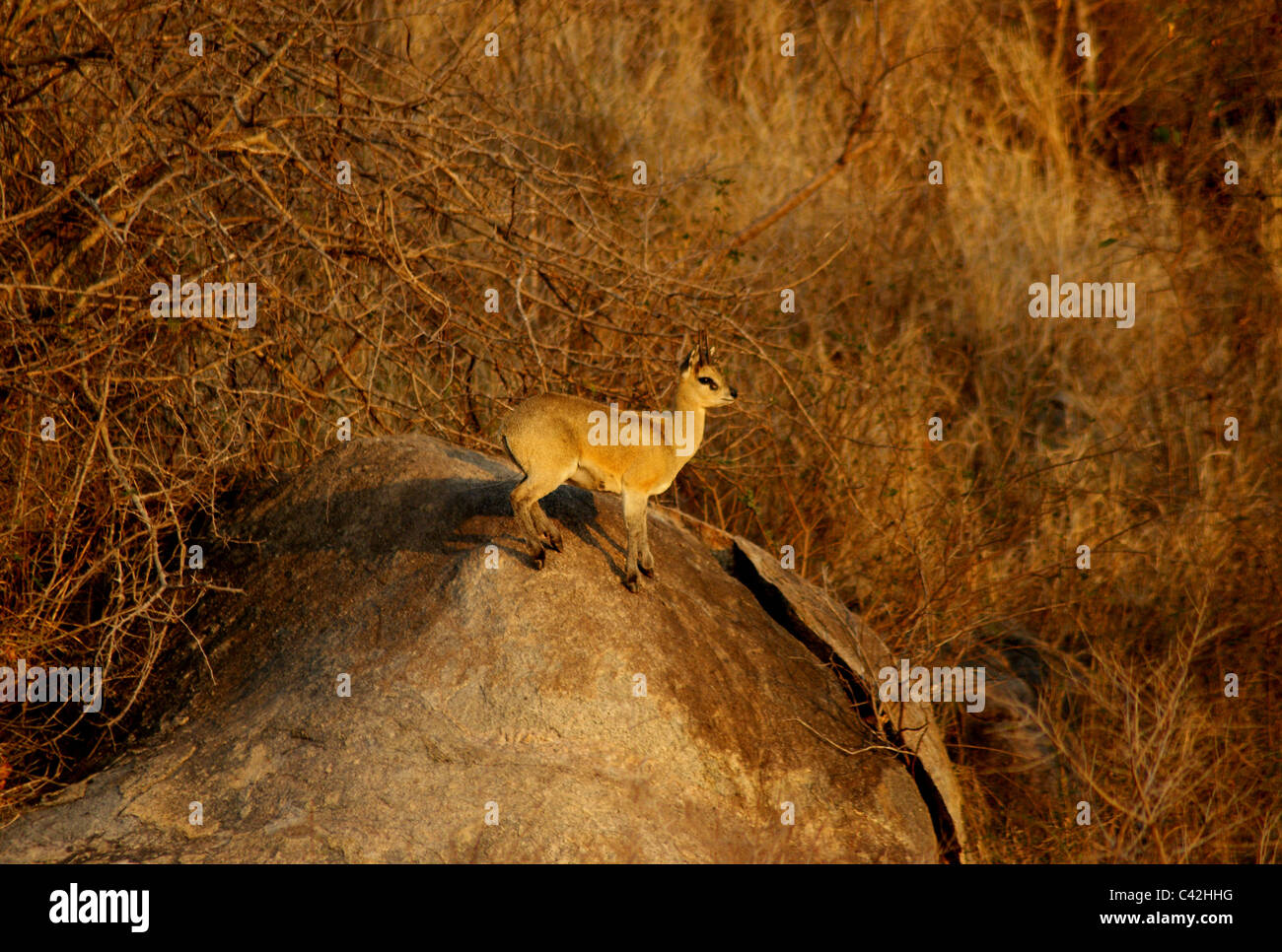 Springbok in kruger national hi-res stock photography and images - Alamy