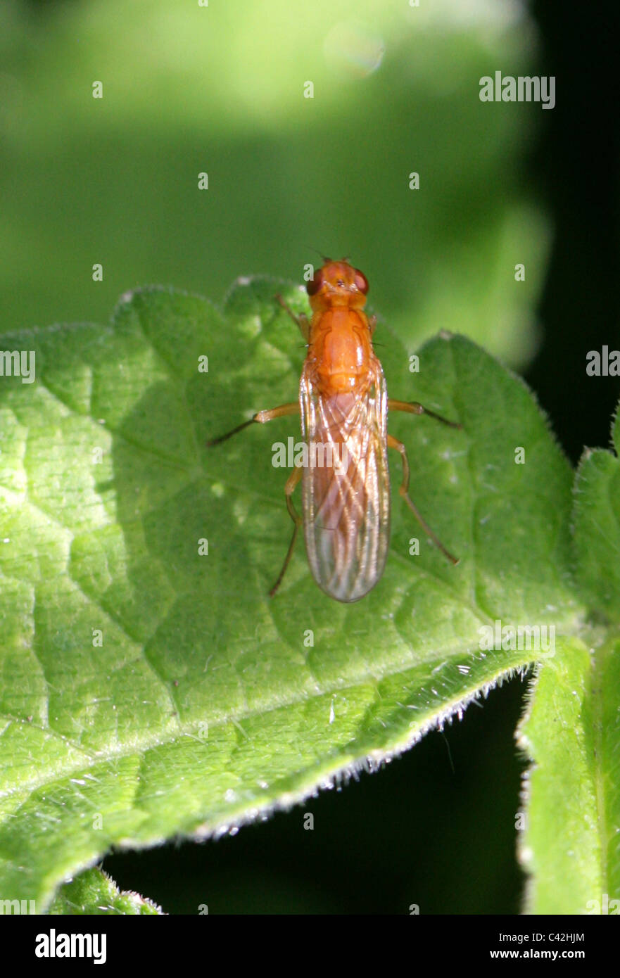 Rust Fly, Psila fimetaria, Psilidae, Diopsoidea, Diptera Syn. Musca ...