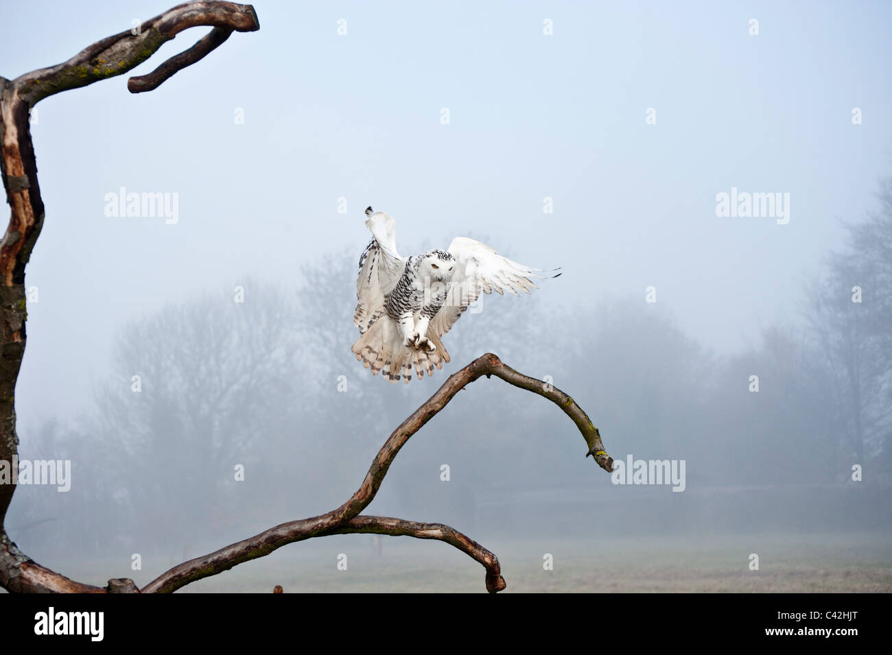 Snowy Owl about to land on tree branch in the early morning mist Stock ...