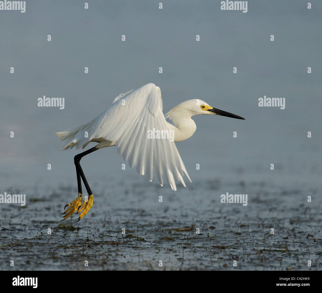 Golden Egret High Resolution Stock Photography and Images - Alamy