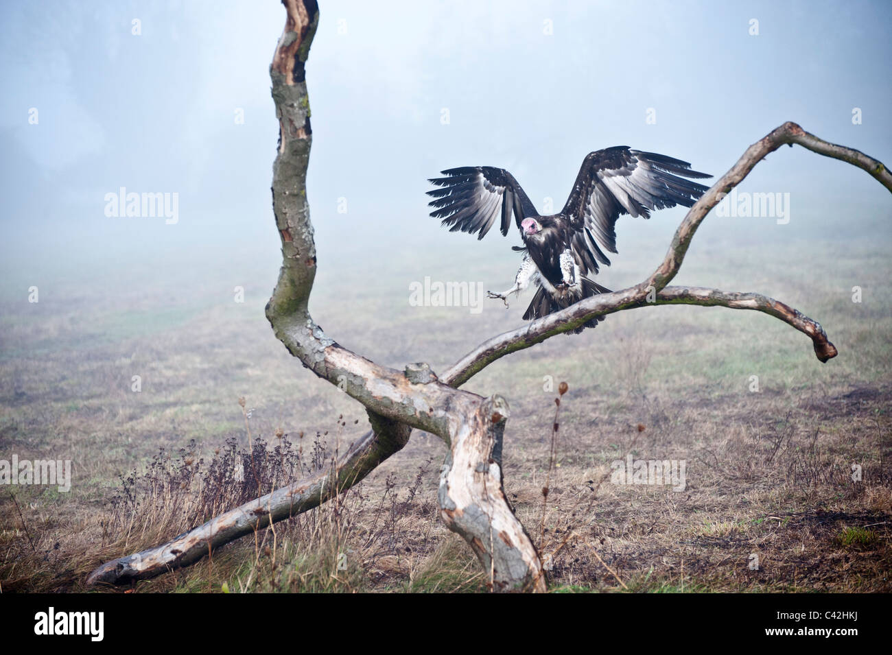 Flying mist hi-res stock photography and images - Alamy