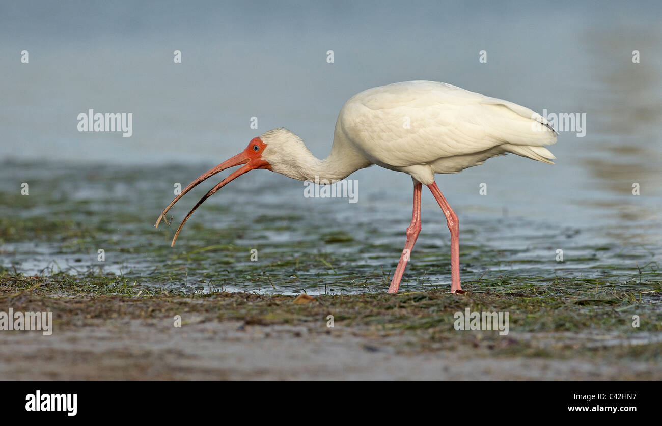 White Ibis feeding Stock Photo - Alamy