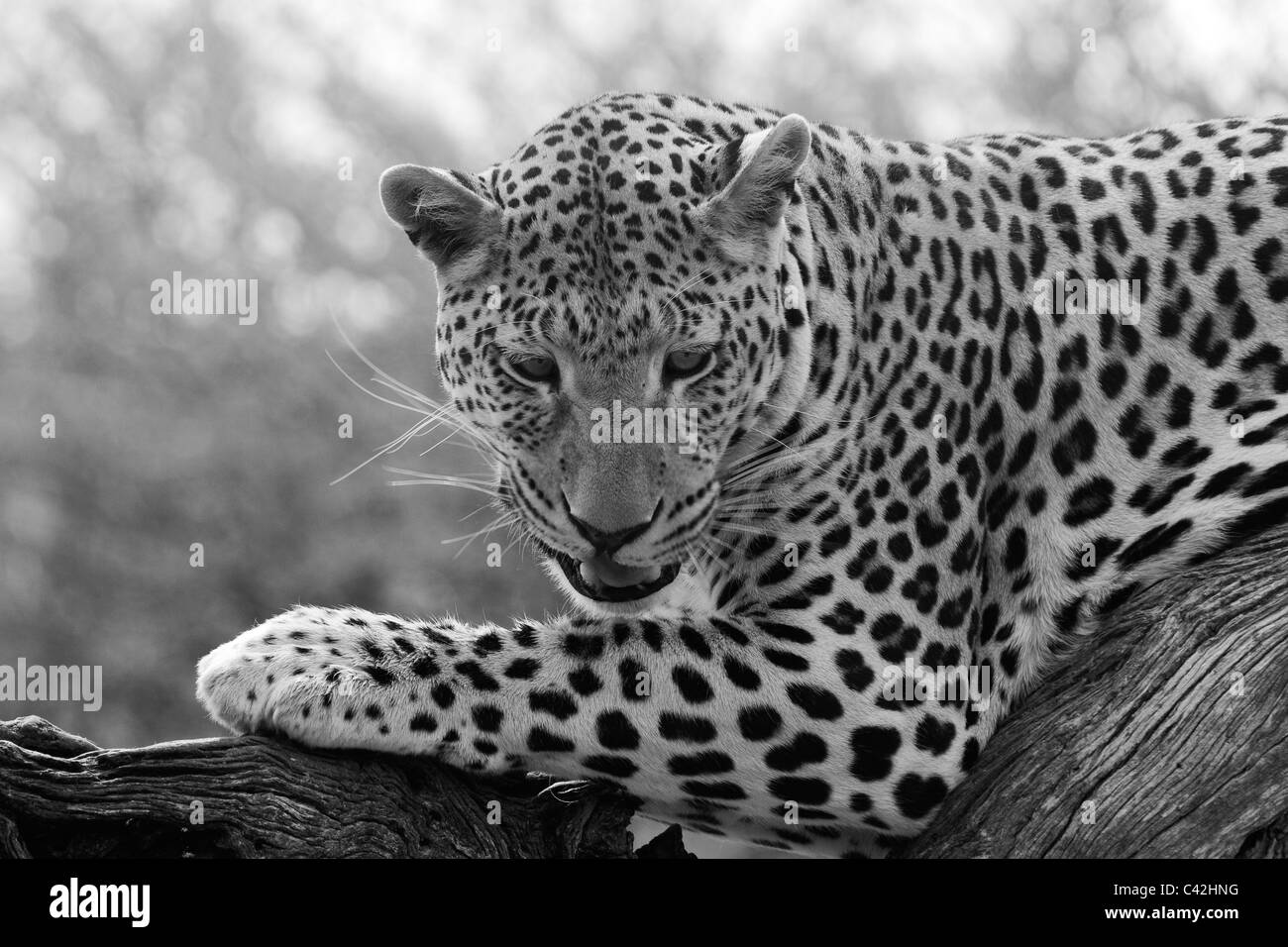 Black leopard tree hi-res stock photography and images - Alamy