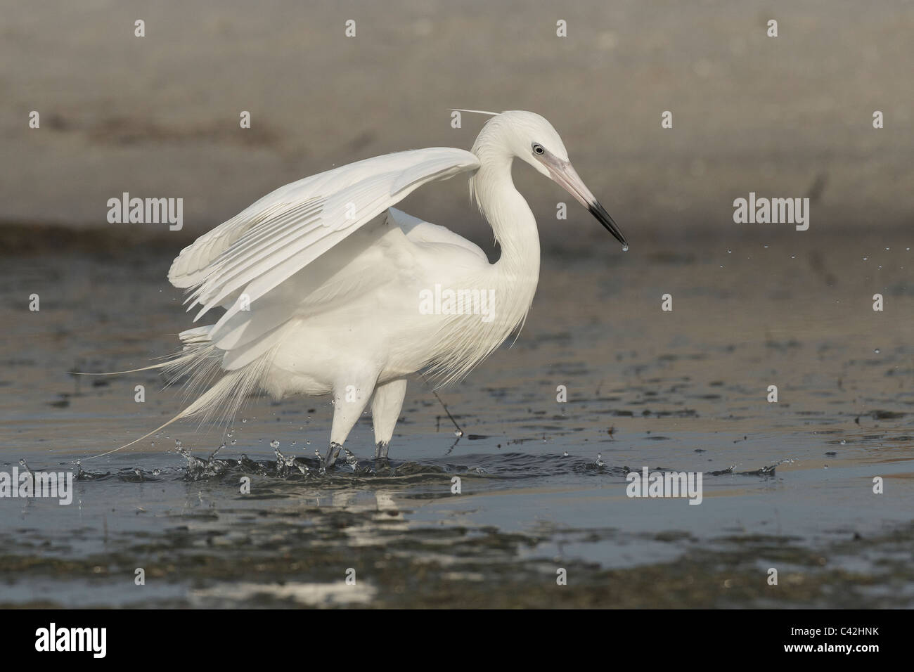 White phase Reddish Egret Stock Photo - Alamy