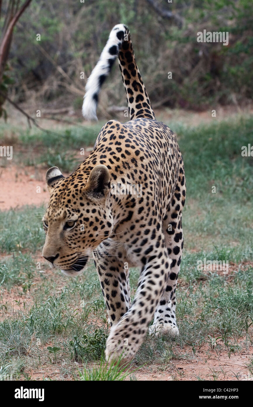 Leopardess hi-res stock photography and images - Alamy
