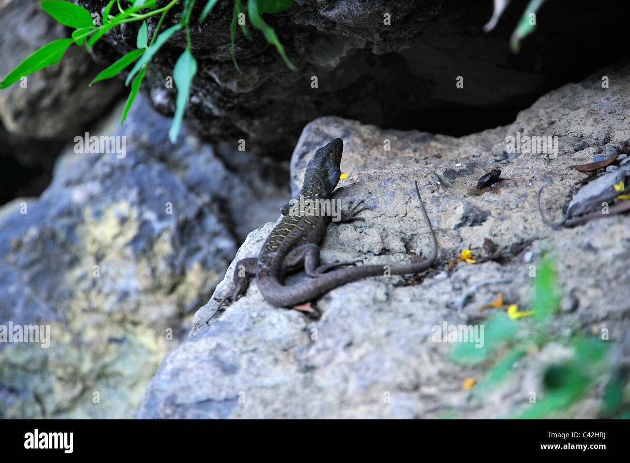 Tizon lizard in Tenerife, Canary Islands. Gallotia galloti Stock Photo ...
